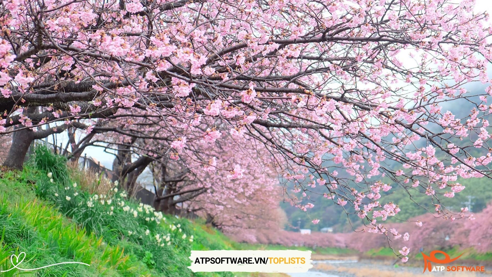 Top 8 Loài Hoa Đẹp Nhất Thế Giới | ATP Software