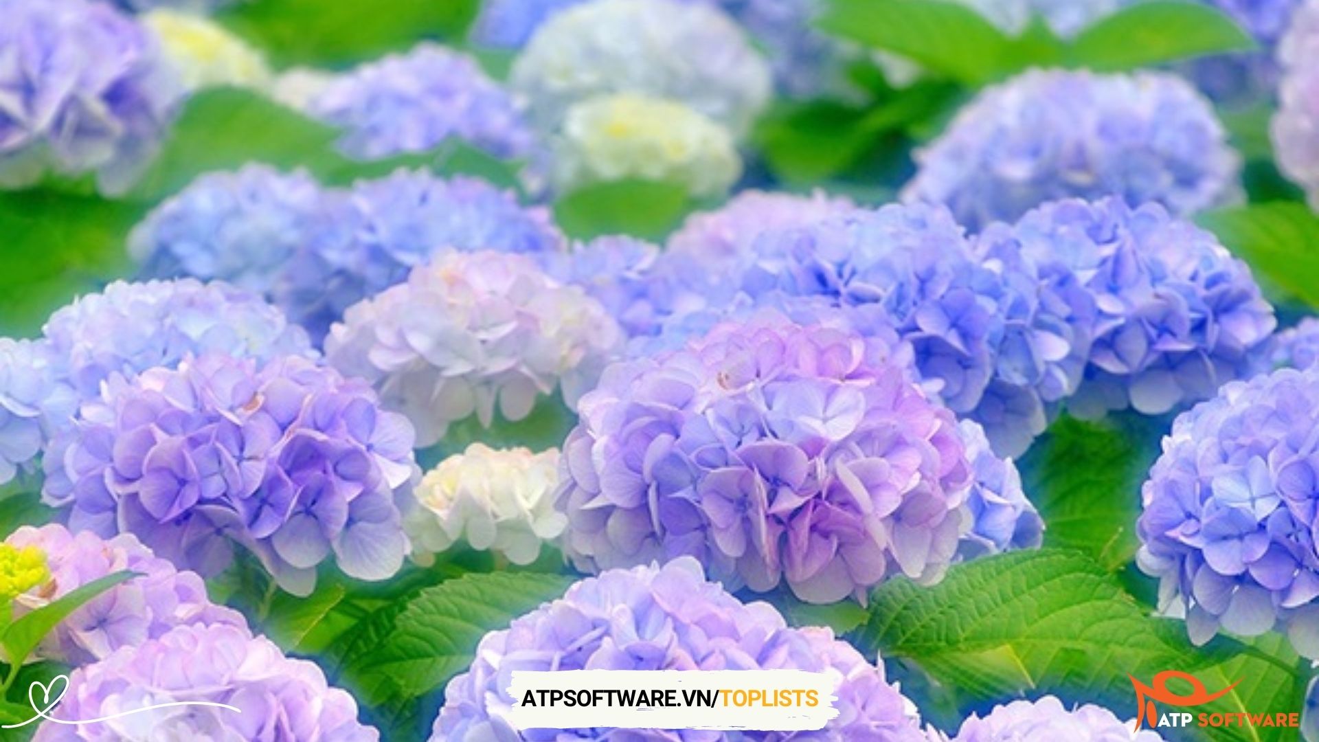 Top 8 Loài Hoa Đẹp Nhất Thế Giới | ATP Software