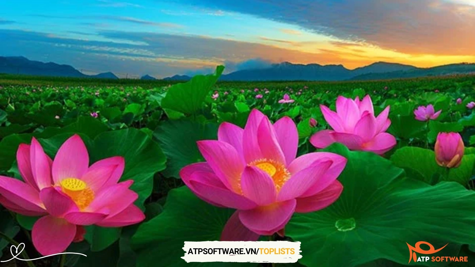 Top 8 Loài Hoa Đẹp Nhất Thế Giới | ATP Software