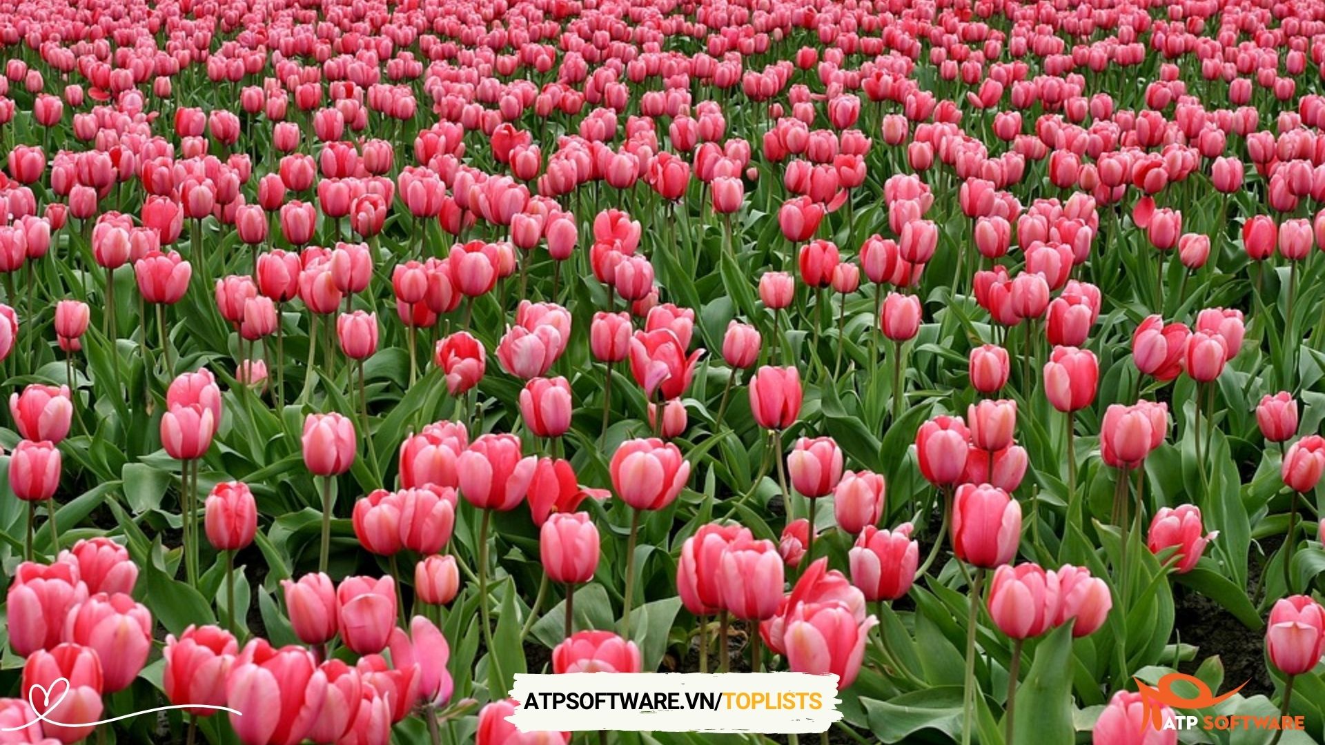 Top 8 Loài Hoa Đẹp Nhất Thế Giới | ATP Software