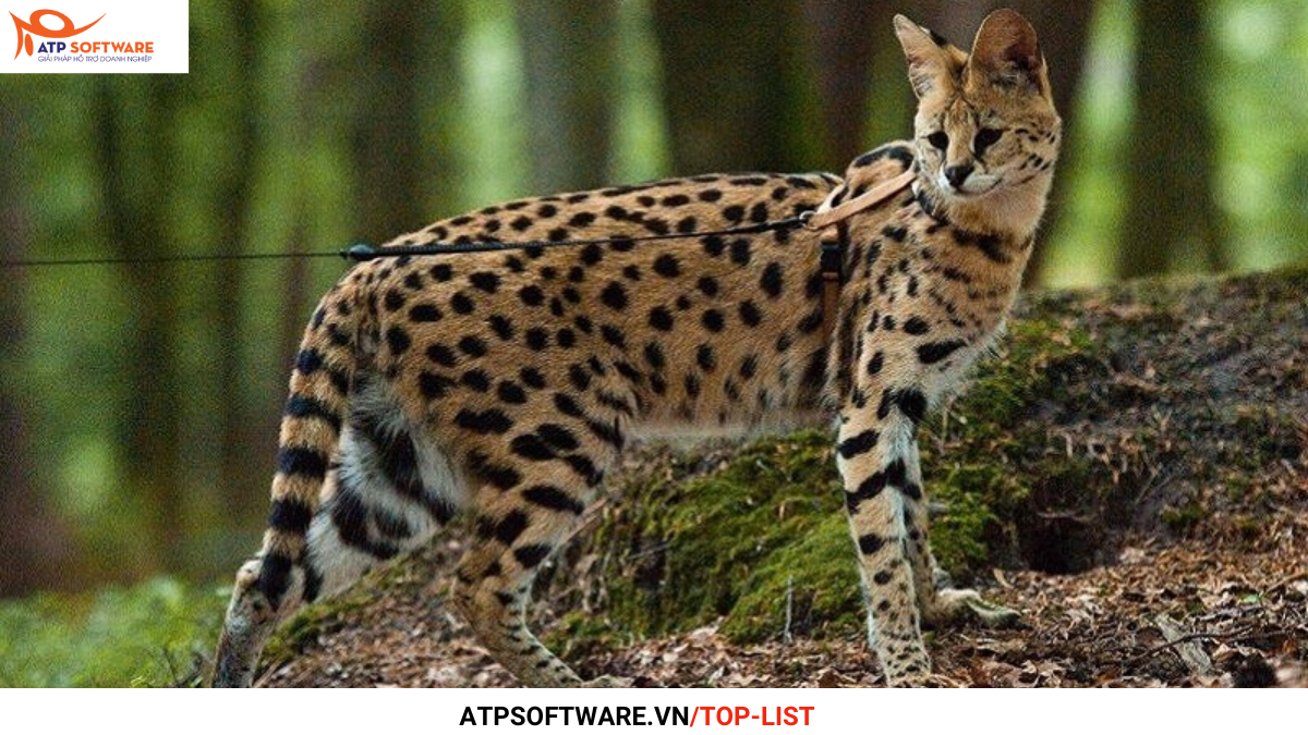 Top 5 giống mèo đắt nhất thế giới