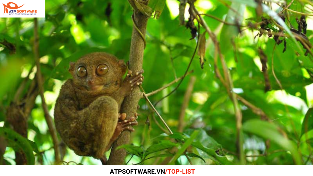 Top 7 loài động vật quý hiếm nhất thế giới | ATP Software