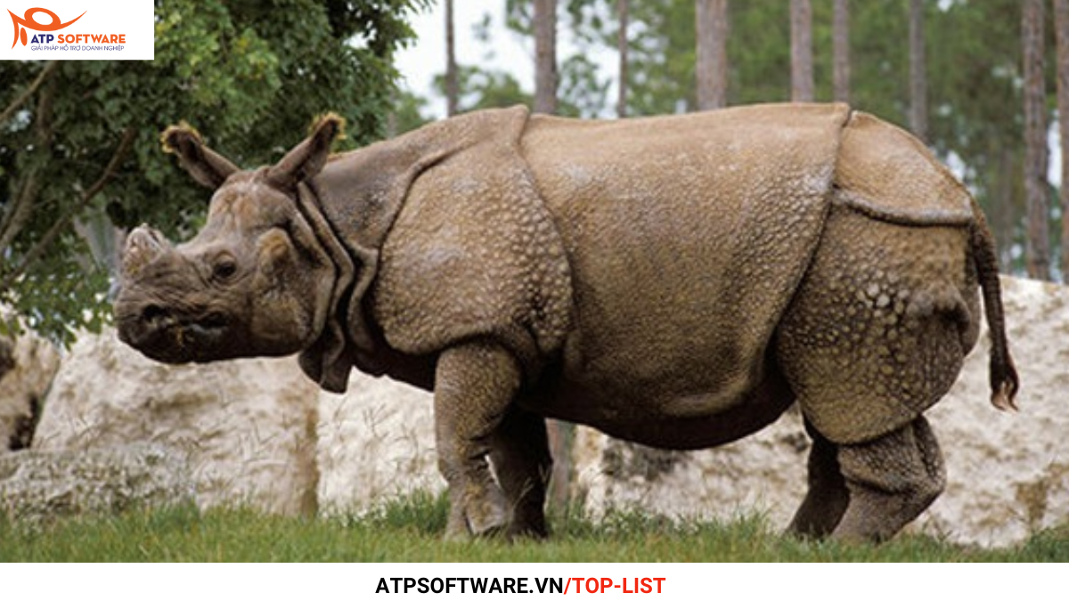 Top 7 loài động vật quý hiếm nhất thế giới | ATP Software