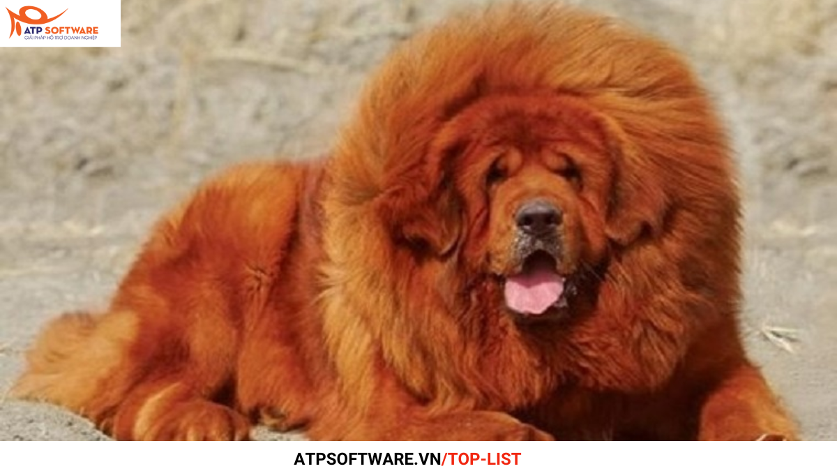 Top 8 giống chó đắt nhất thế giới