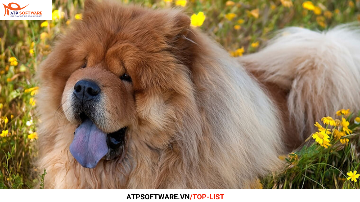 Top 8 giống chó đắt nhất thế giới