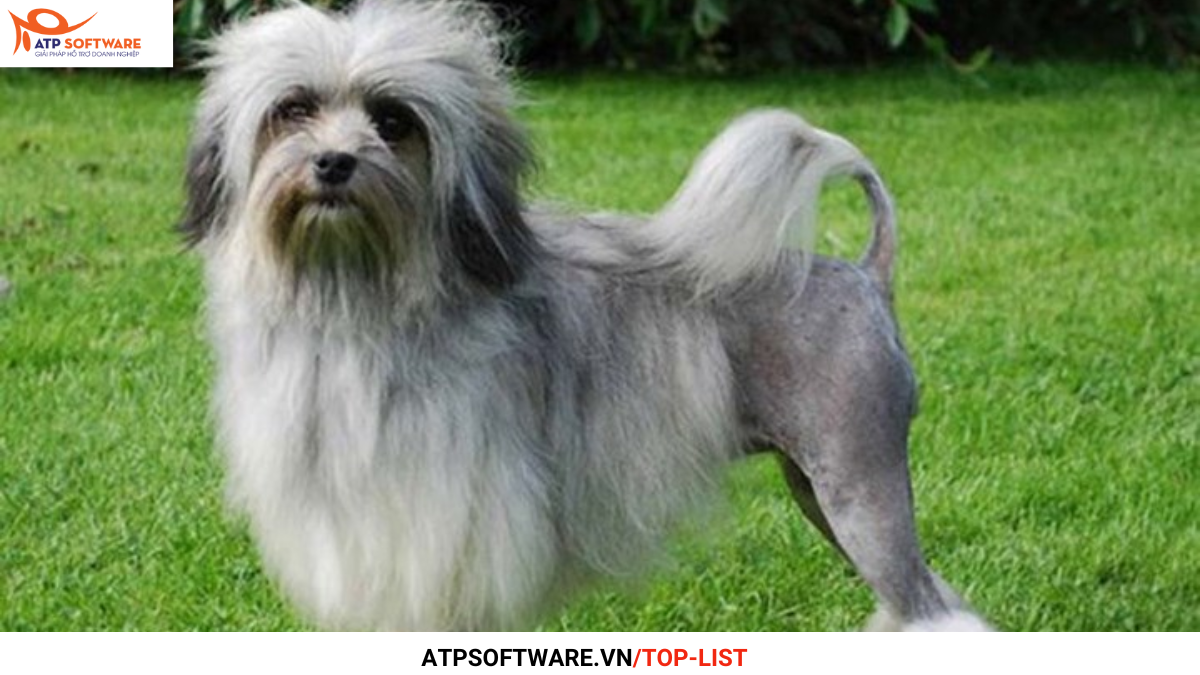 Top 8 giống chó đắt nhất thế giới